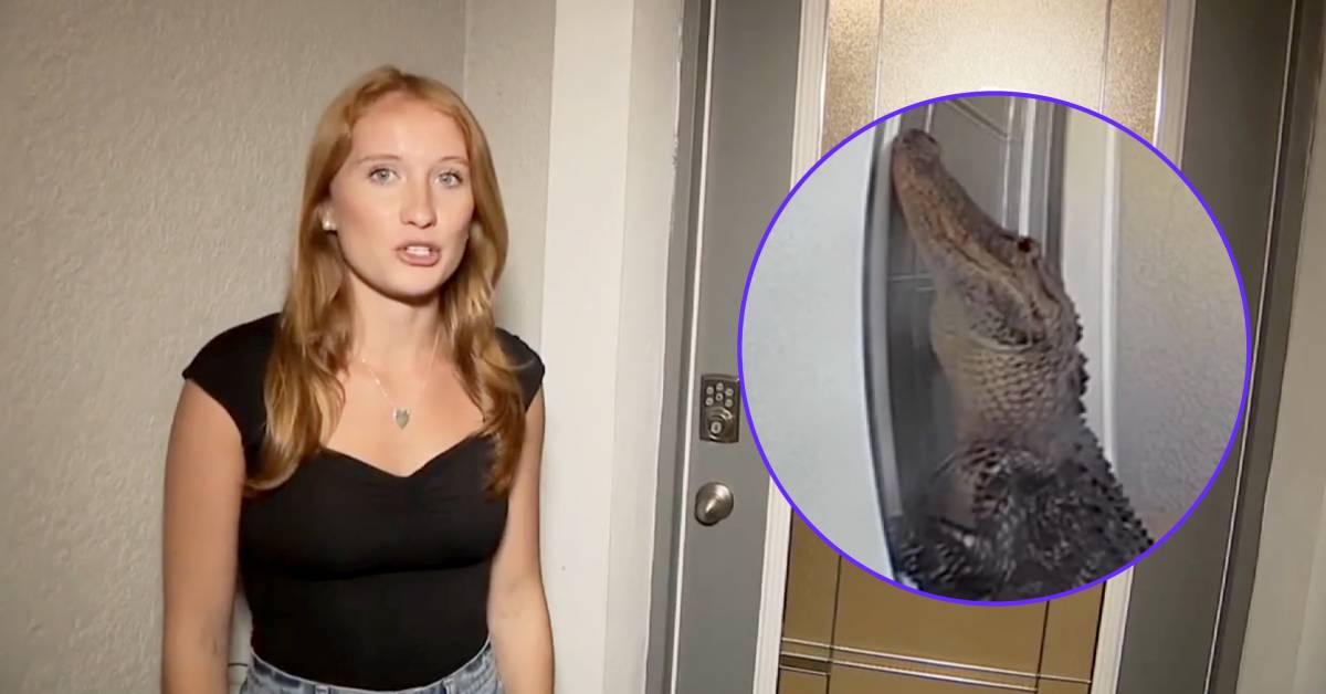Florida Family Woken up by Alligator Scratching at Their Front Door ...