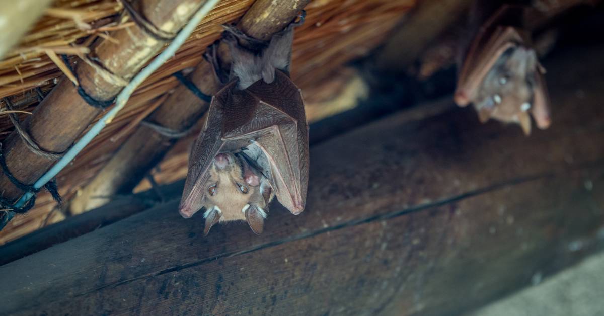 New home infested with bats. What should you do?