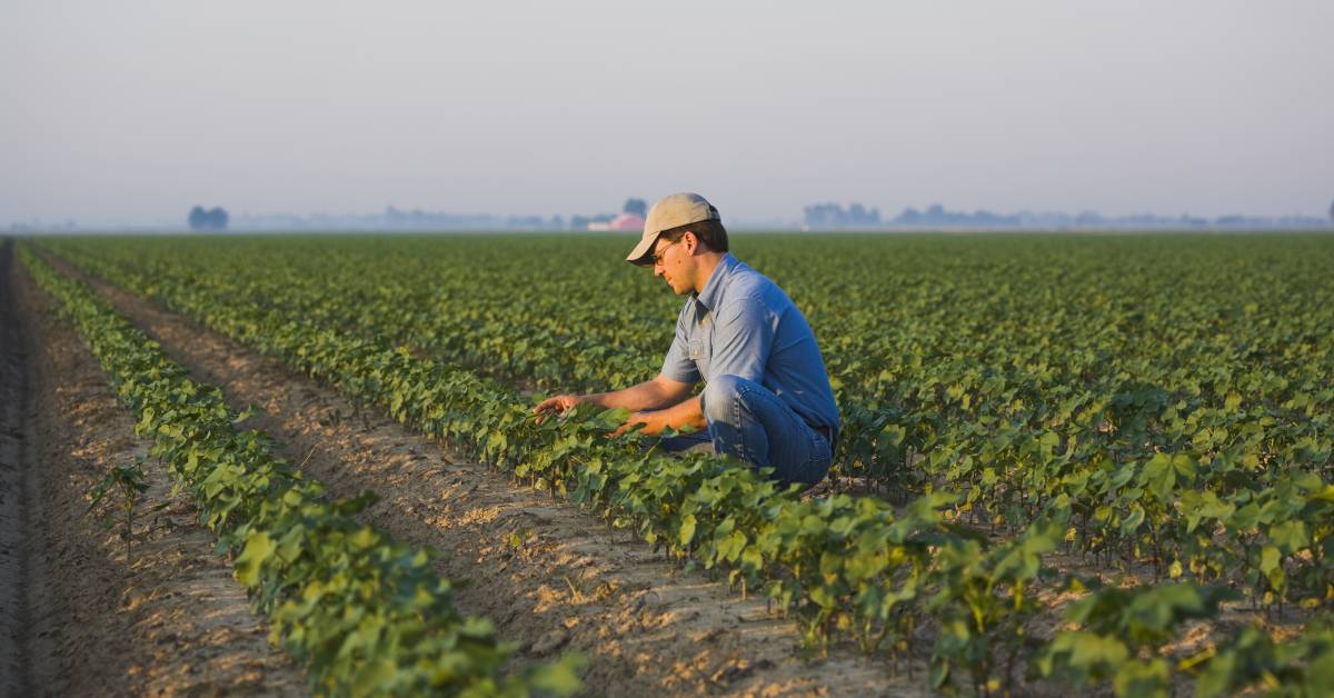 Banker Warns Farmers Could Declare Mass Bankruptcy