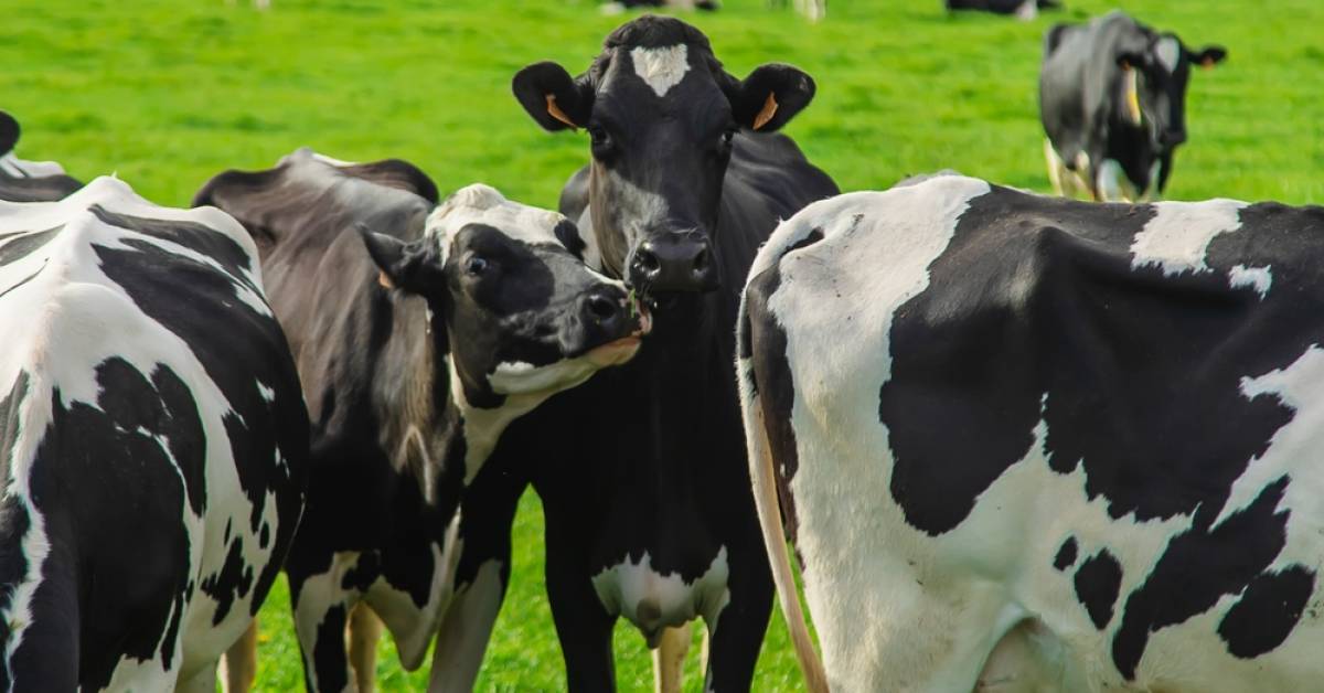 The US Is Importing a Record Amount of Beef, Exporting Less As Cattle ... The US Is Importing a Record Amount of Beef, Exporting Less As Cattle ...