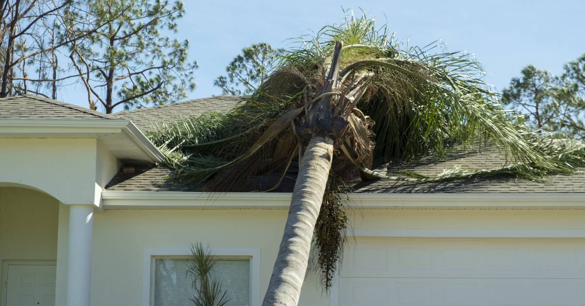 If a Neighbor’s Tree Falls on Your Property, Who Has to Pay for the Damage?