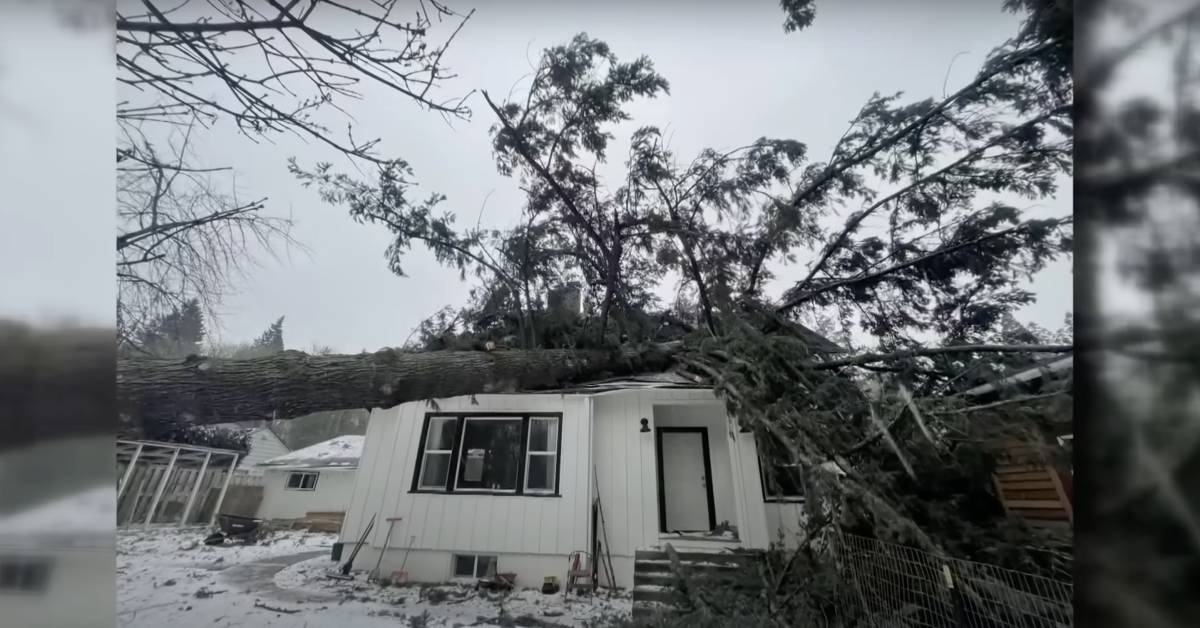 Family sue city for $4.7M after tree damages home