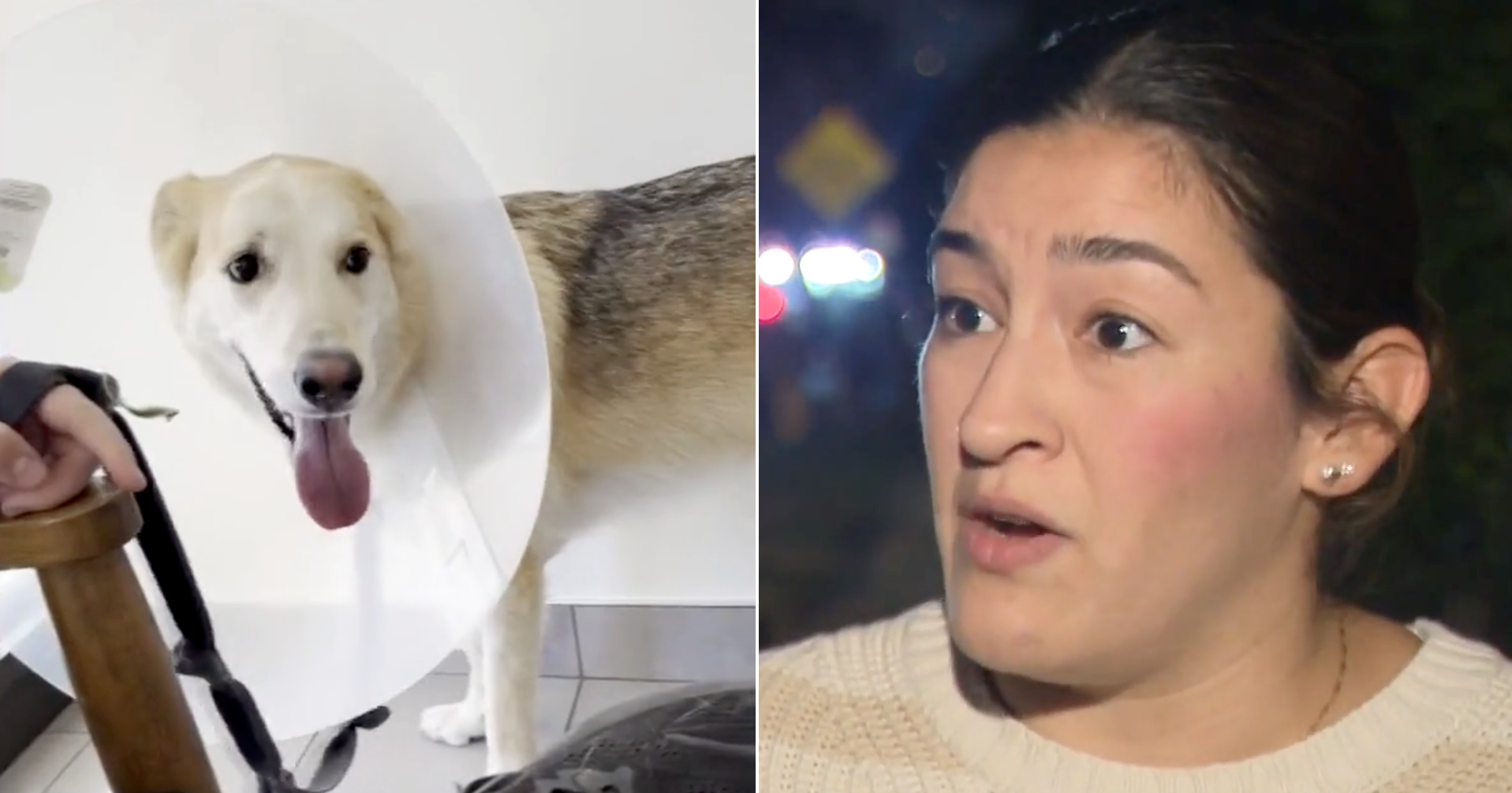 LA Couple Spent $2K on Emergency Vet Visit for Their Dog After He ...