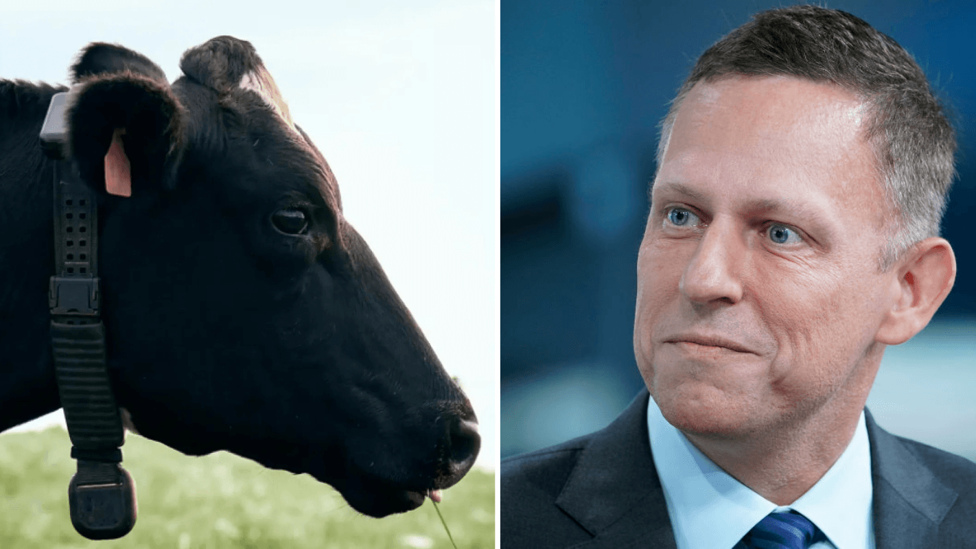 Peter Thiel bets on a $2B AI cow collar startup