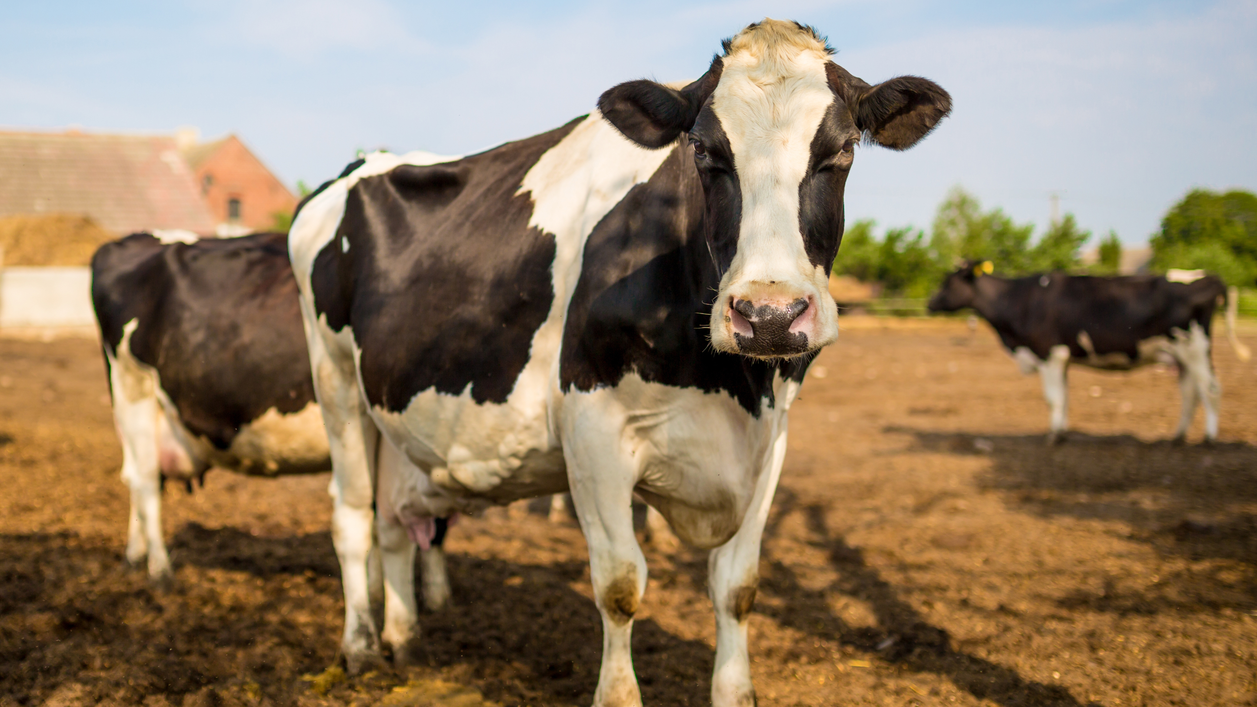 Buying a whole cow can save you $1,800 a year